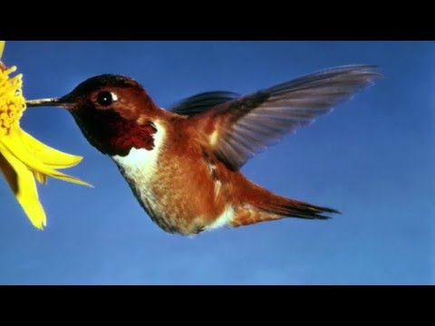 The Hummingbird in Native American Mythology: Introduction