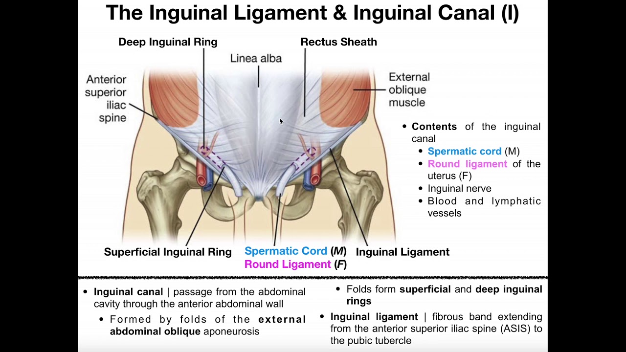 Anatomy | The Inguinal Ligament & Inguinal Canal