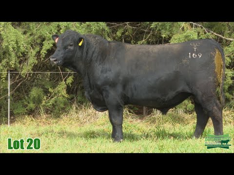 Lot 20 Dulverton Think Big NGC22T169