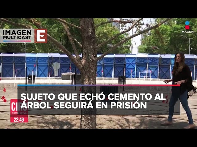 Segundo ahuehuete en Reforma presenta follaje ocre