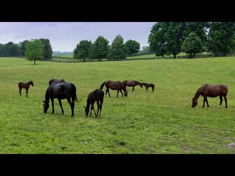 Mill Ridge Horse Farm in Lexington Kentucky