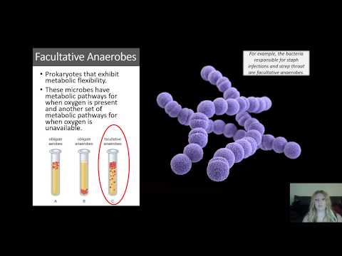 Microbial Metabolism - Fermentation, Aerobic and Anaerobic Cellular Respiration