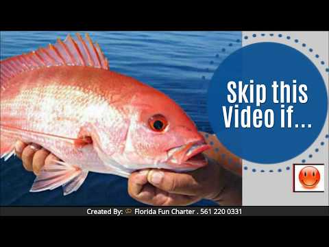 Fishing Charter: A Big Offer Is On Now In West Palm Beach!