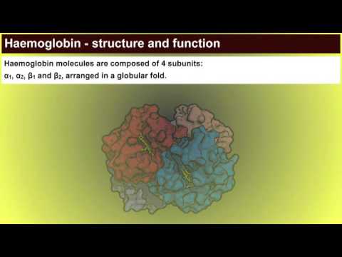 Haemoglobin - Structure & Function - A Level Biology
