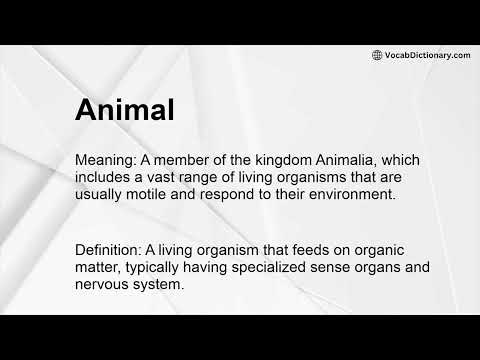 Animal Meaning