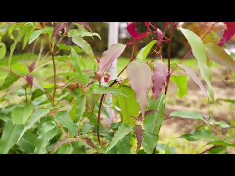 'Lemon Bush' Eucalyptus From Johnny's