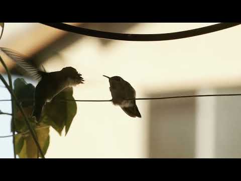 The Hummingbird Mating Dance