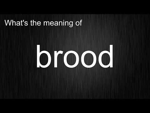 What's the meaning of "brood", How to pronounce brood?