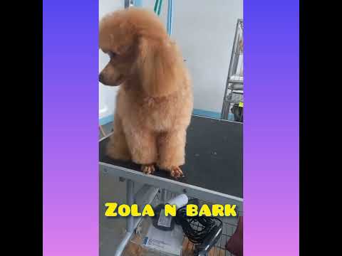 Surigao's Pet Salon ❤ Quality Pet grooming with style and tender loving care ❤