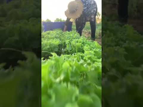 Batavia Lettuce Harvesting!🍅🥬