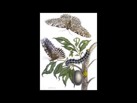 Agrippine | Dictionnaire français audio