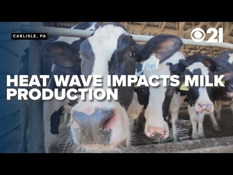Heat wave impacts cow's milk production at local dairy farms; could it raise prices?