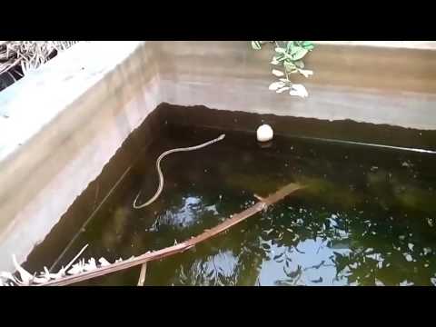 whatsapp funny videos 2016 2015 snake in water video clip new whatspp funny videos