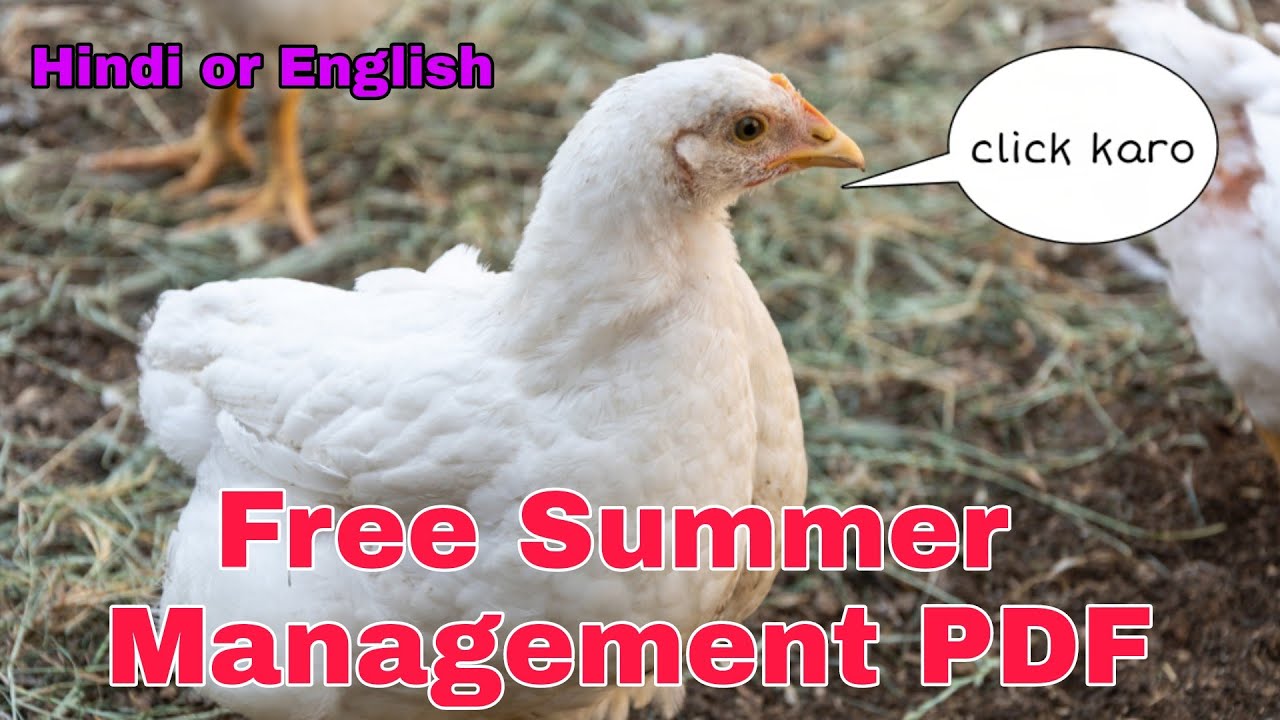 Free Summer Management PDF Hindi and English Language | The Bro Poultry Mobile Application