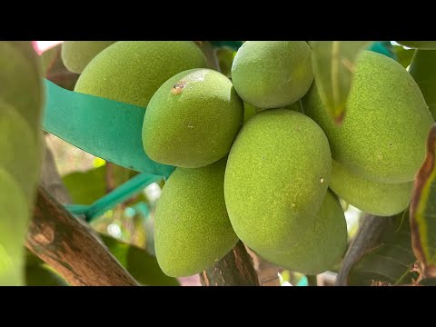 My Client’s Tropical Fruit Trees in Las Vegas