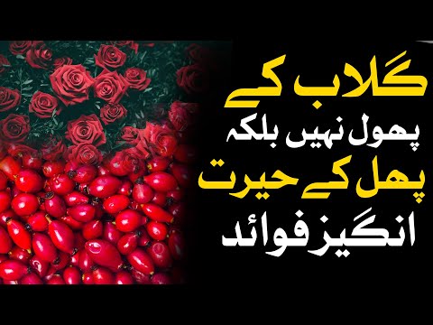 Rose Fruit Facts and Benefits | Rosehips The Edible Fruit Of The Rose | GTV Digital