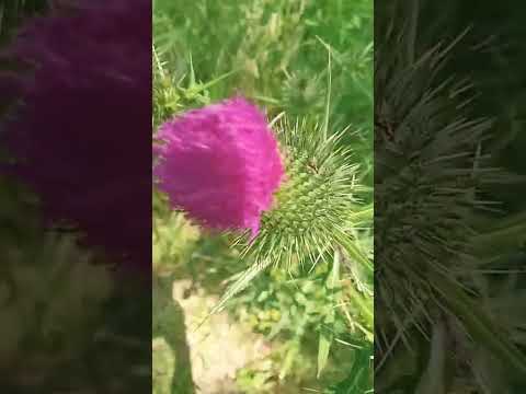 pretty but massive mean thorns
