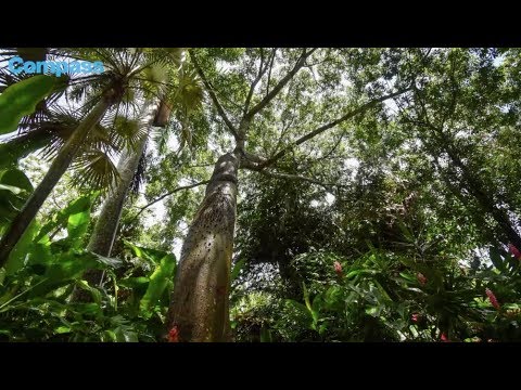 Exotic native and imported trees on display at Botanic Park