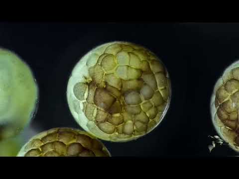 Xenopus laevis embryonic development from single cell stage to late blastula stage