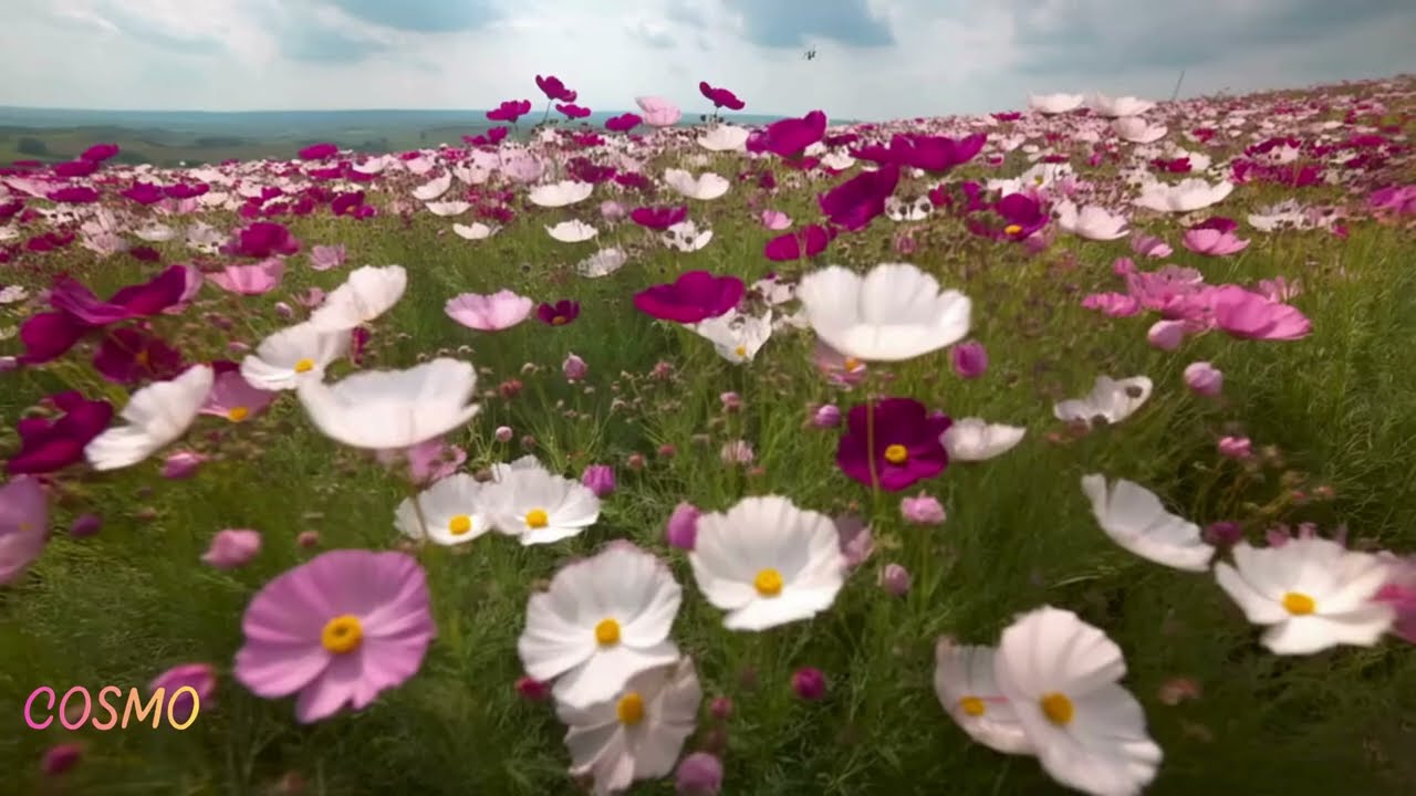 Types of flowers part 1