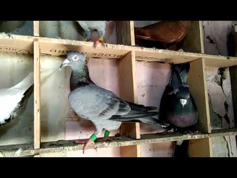 Indian kabutar 8528241881 Resign pigeon location panjab