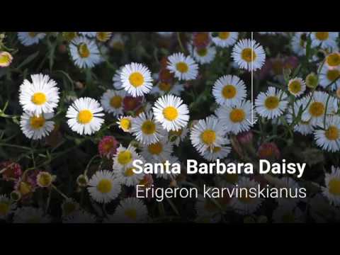 Garden of the Week - Urban Flora Design - Bay Area