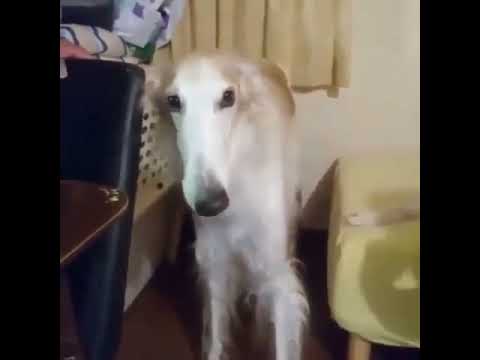 Long dog nose twitch meme