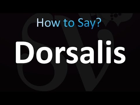 How to Pronounce Dorsalis (correctly!)