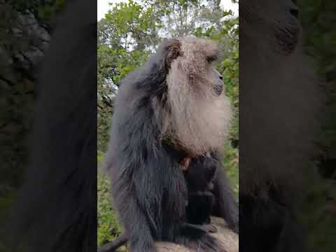 Lion Tailed Macaque says don't take my baby video mobile ππ #bandar #monkeyvideo #monkey #cute manga