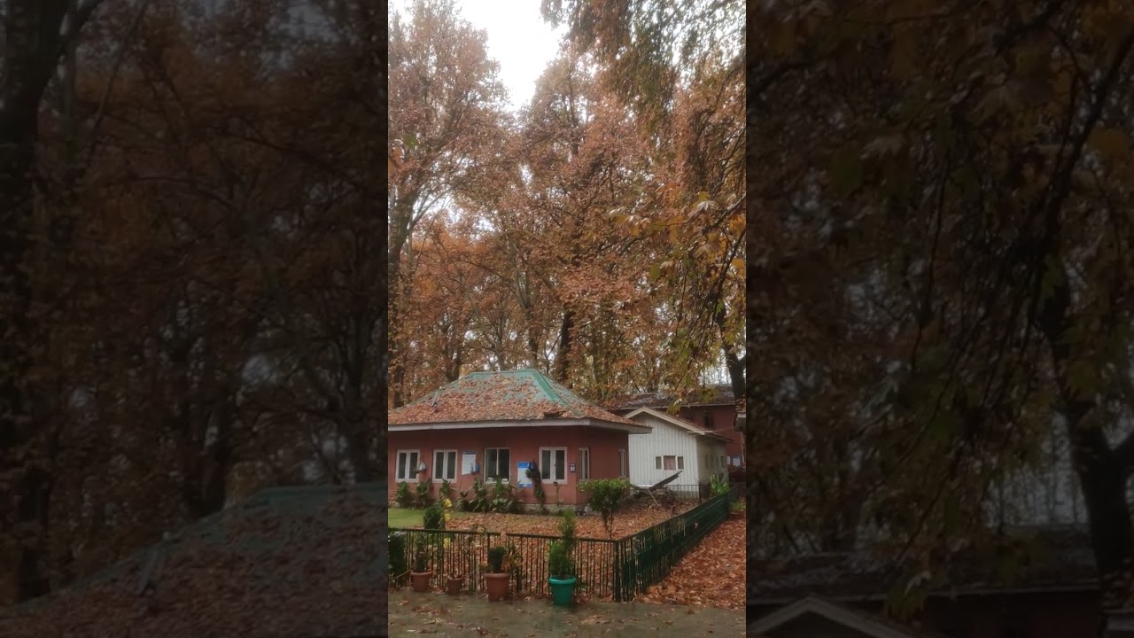 Beautiful campus Central University of Kashmir! Golden colour leaves every side in the campus, wow!