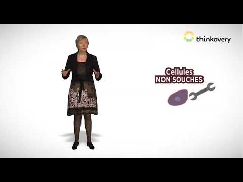comprendre les cellules souches 2