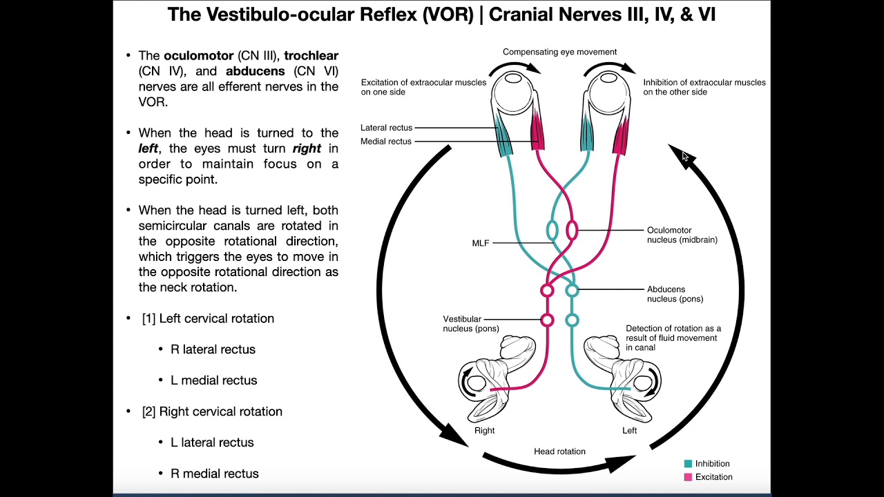 Vestibulo-ocular Reflex (VOR) | Structure & Physiology