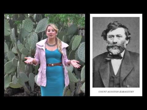 Mission San Francisco Solano: A Wine Connection