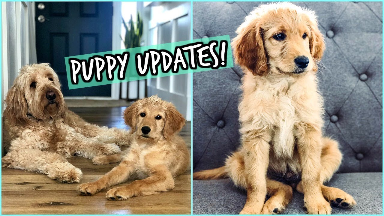 NEW PUPPY UPDATES! ALL ABOUT OUR NEW GOLDENDOODLE!