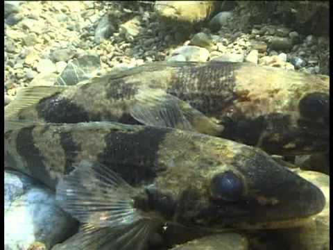 Slike riba Vretenar veliki | Talas