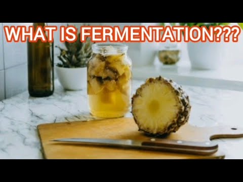 What does Fermentation mean?