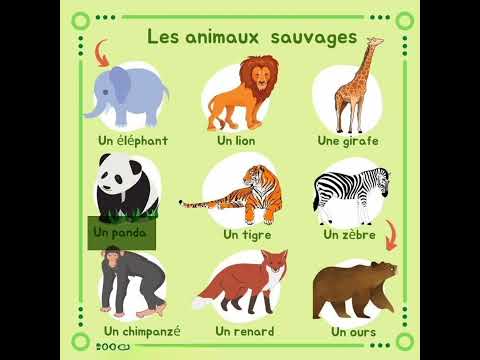 Les Animaux Sauvages en français | Learn French Vocabulary #frenchforbeginner #quicklearningfrench