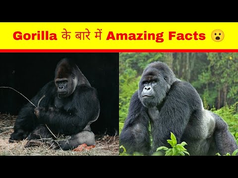 Gorilla के बारे में Amazing Facts😮 | Gorilla Facts |#shorts #gorilla #facts #shortvideo #animalfacts