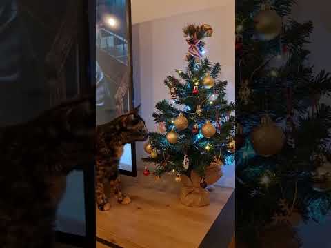 Curious Cat Takes Down Christmas Tree - 1391220