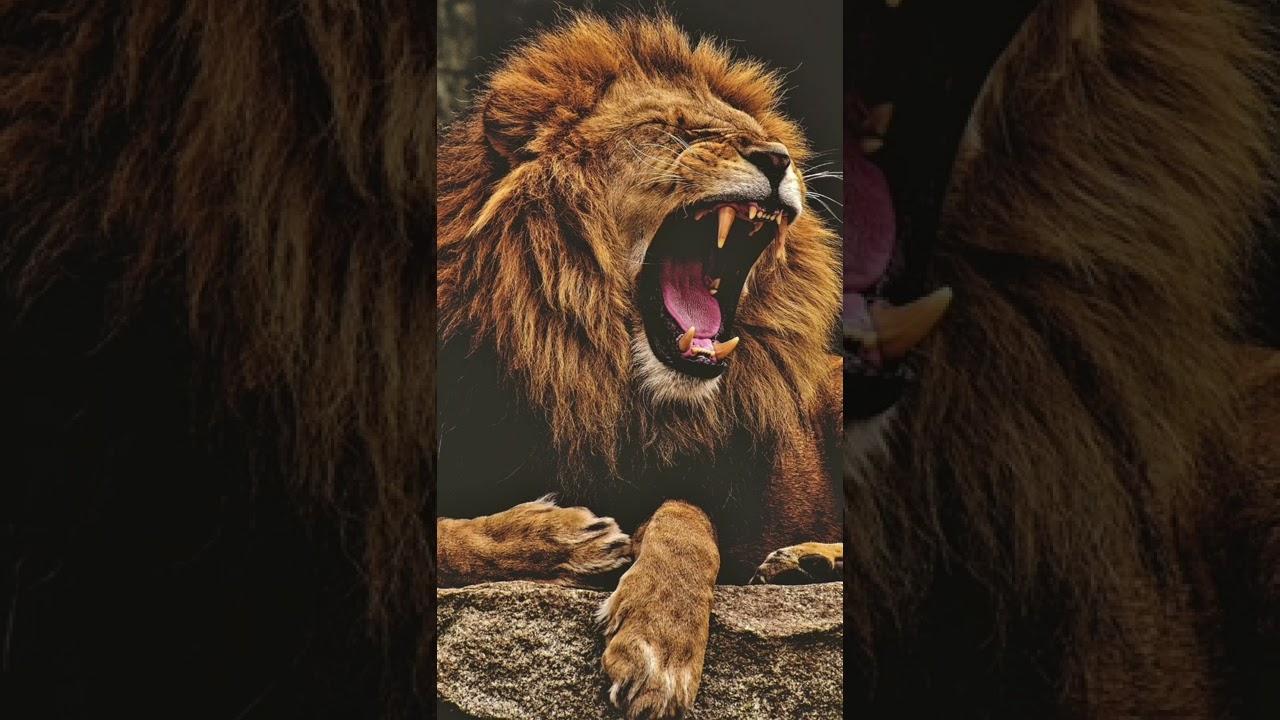 Lion Roar