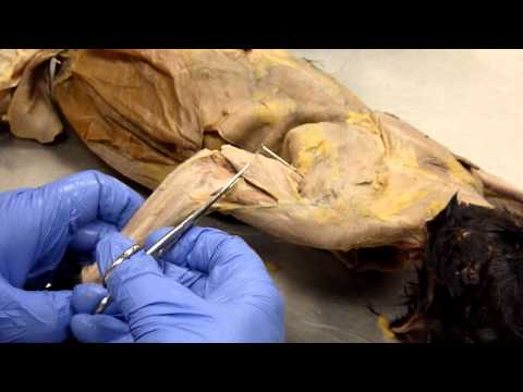 Cat:Neck, Jaw, Abdominal, & Arm Muscles