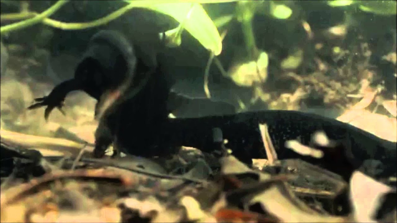 Great Crested Newts on Springwatch (2015)