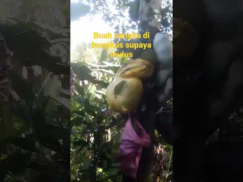 Dari dulu begini caranya pasti buah nangka salak mulus. #shorts