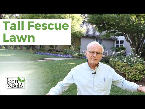 Tall Fescue Grass Seed for the Best Spring Lawn!
