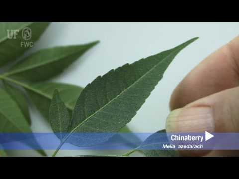 Chinaberry (Melia azedarach)