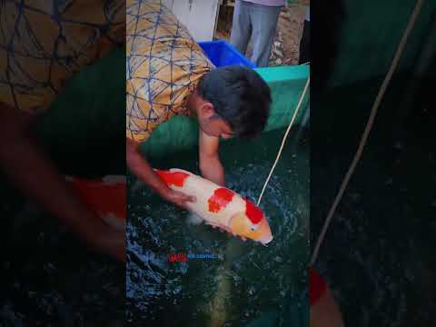 Jumbo koi kohaku breeding tricks