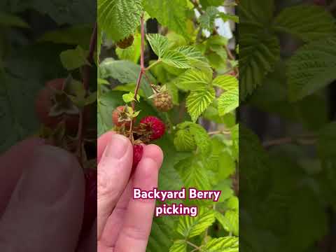 Backyard berry picking 😍💗