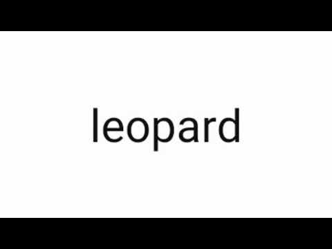 How to pronounce leopard.