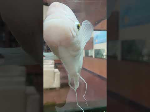 #science #fish #aquaculture