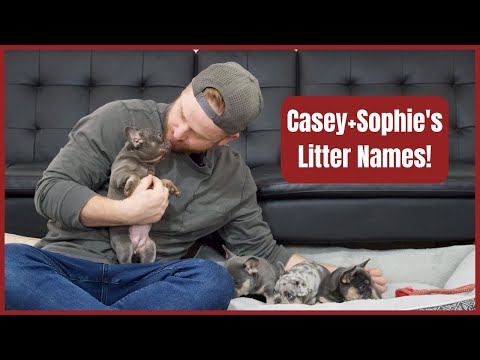 Casey+Sophie's Litter Names!